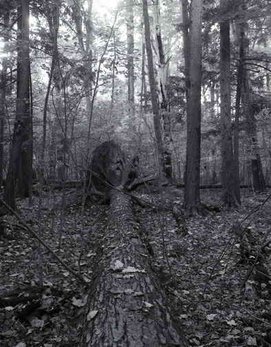 Falling Trees - Offcuts - IBUILDIT.CA